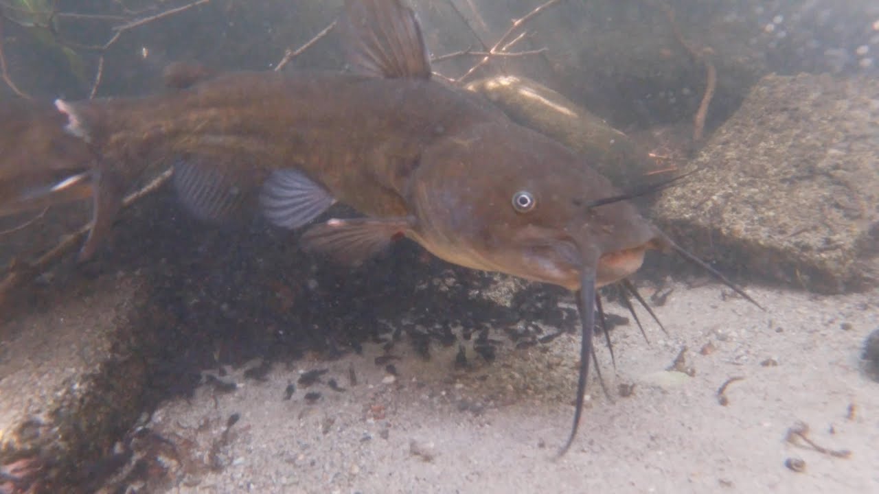4K Brown Bullhead Catfish pair protecting young (GoPro Hero 7) - YouTube