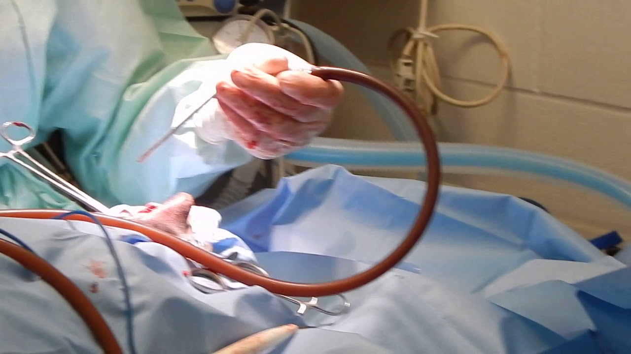 Bulldog ear canal surgery TECA by Dr. Kraemer Vet4Bulldog.com - YouTube