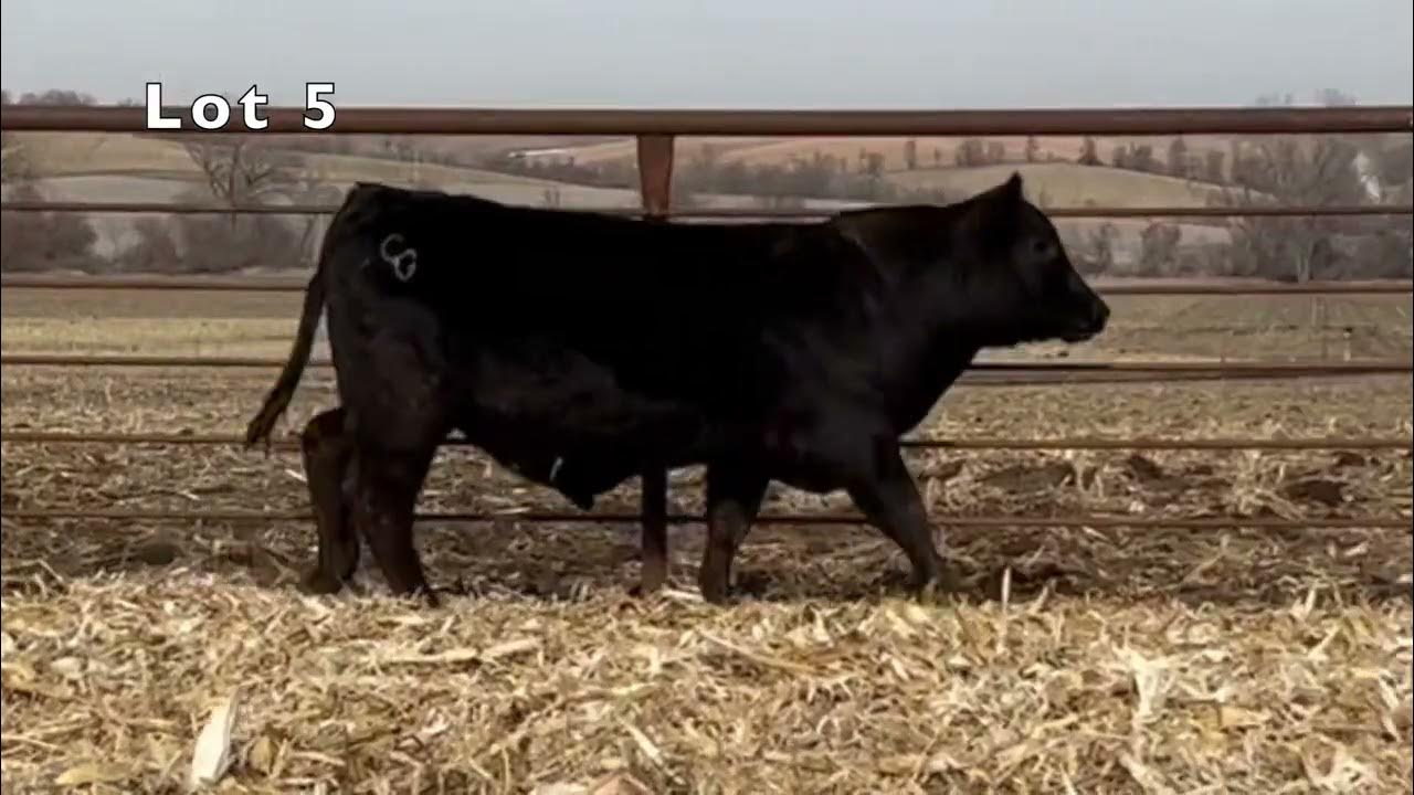 CIBS 2649K - Lot 5 - YouTube