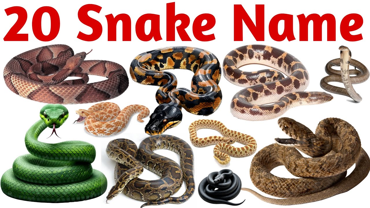"20 Types of Snakes for Kids | Fun Snake Facts and Names | Learning ...
