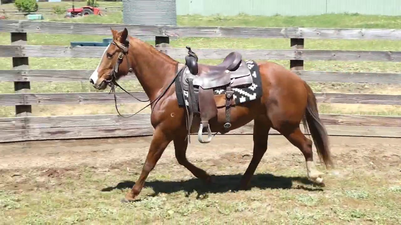 2020 NCHA Select Cutting Horse Online Sale LOT 25 HEAVY WITH HOPE (A ...