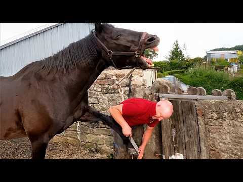 Funniest Horse Acts Ever Are a Must Watch! 😂 Funniest Animal Videos
