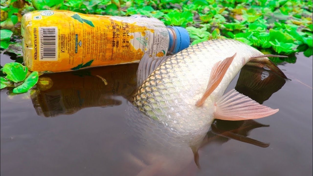 Plastic Bottle Fishing Video 2023 - Big Fish Hunting By Plastic Bottle ...
