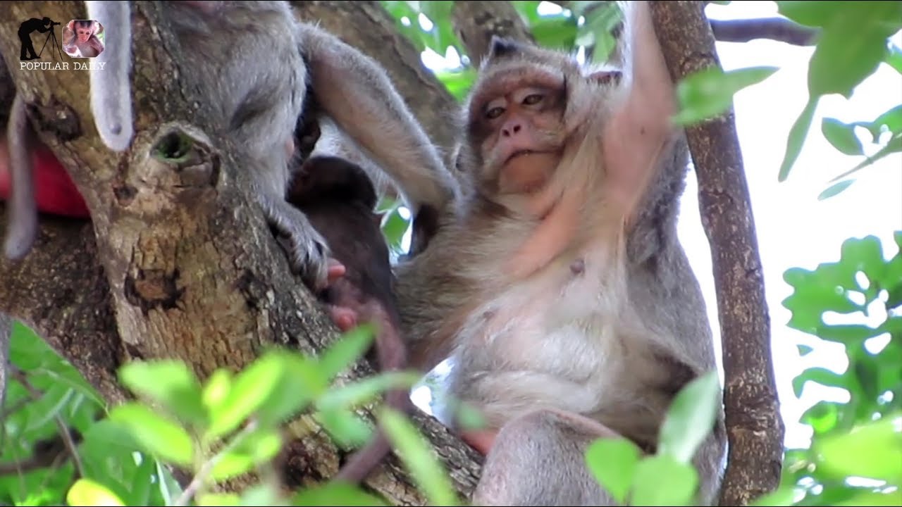 Animals monkey, Record Zoom monkey sitting on the tree by camera canon ...