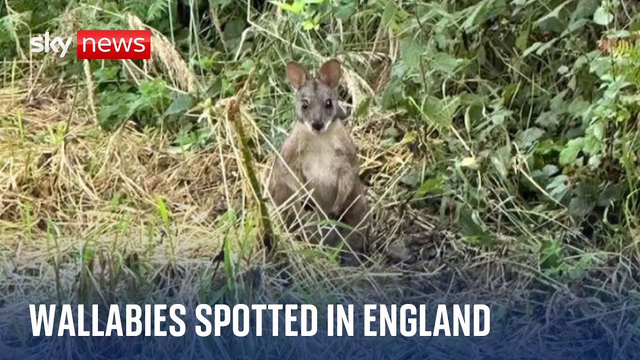 Wallabies spotted in Nottinghamshire as wildlife trust asks for public's help - YouTube