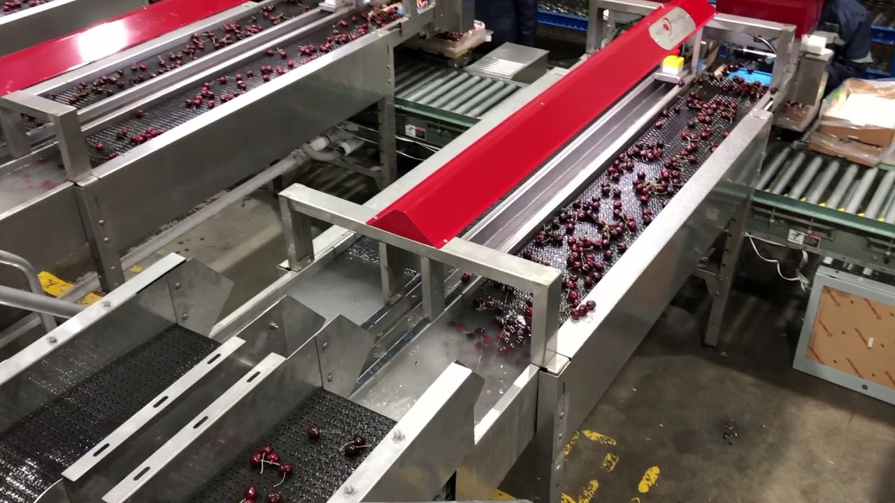 PearlSort Cherry Sorting Table 2 12 2021 Red Pearl System-RP360 - YouTube