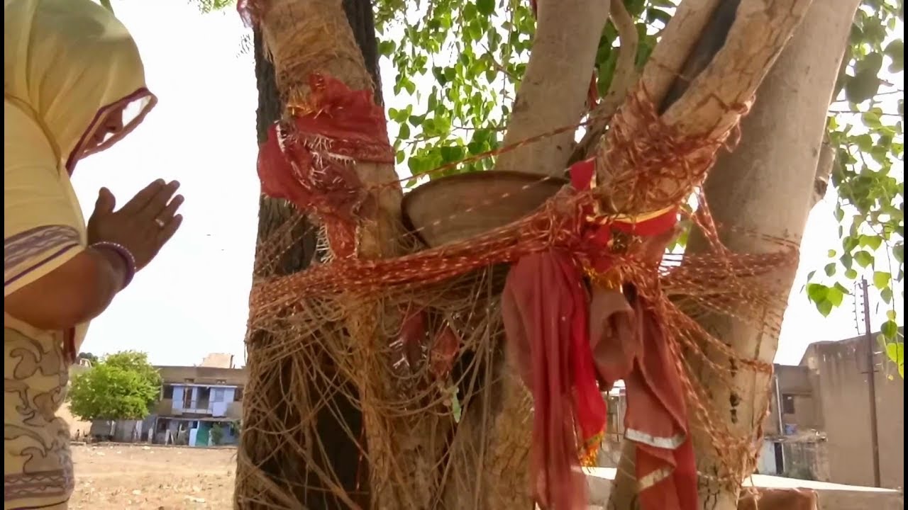 पीपल के पेड की पूजा की प्रक्रिया How To Do Worship of Pipal Tree - YouTube