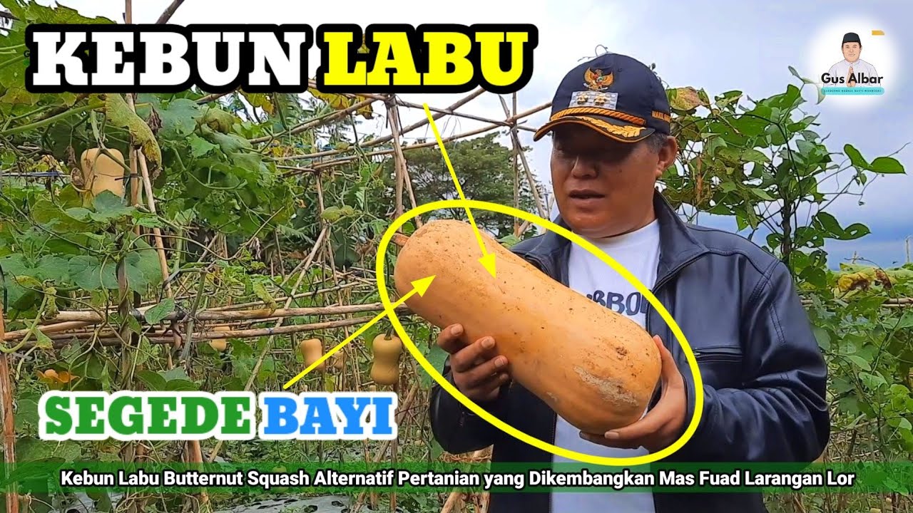 Tinjau Kebun Labu Butternut Squash Milik Mas Fuad di Larangan Lor ...