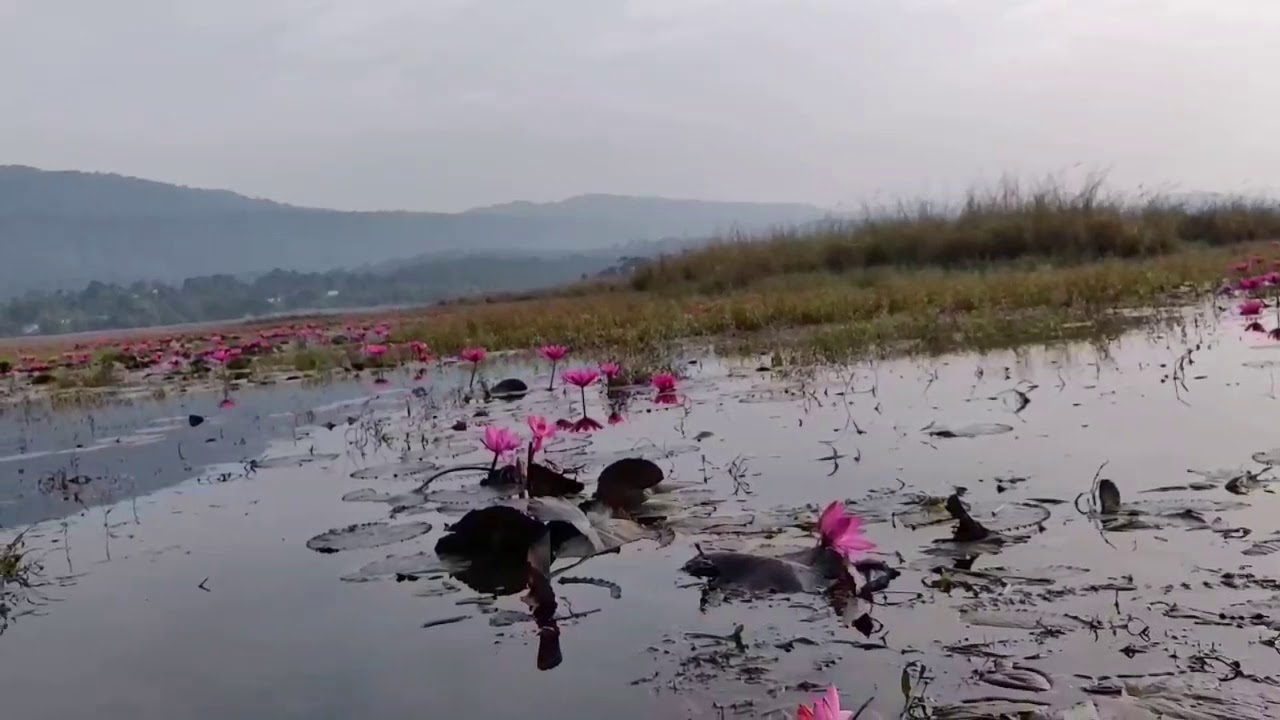 শাপলা বিল সিলেট ।। Shapla Bil Sylhet - YouTube