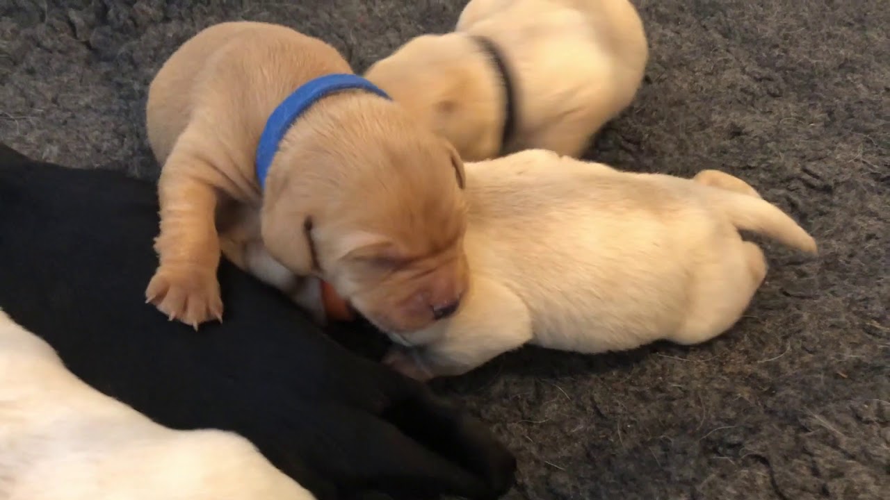 Sage 1-week-old British Labrador Puppies - YouTube