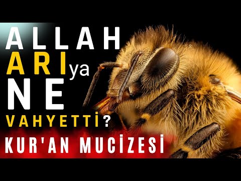 Arılar Hakkında İlginç Bilgiler | Kur'an Mucizesi