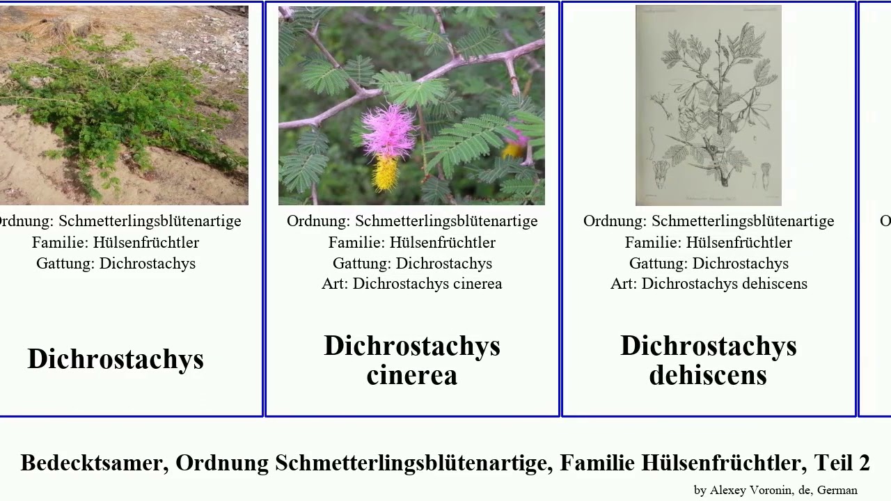 Bedecktsamer, Ordnung Schmetterlingsblütenartige, Familie ...