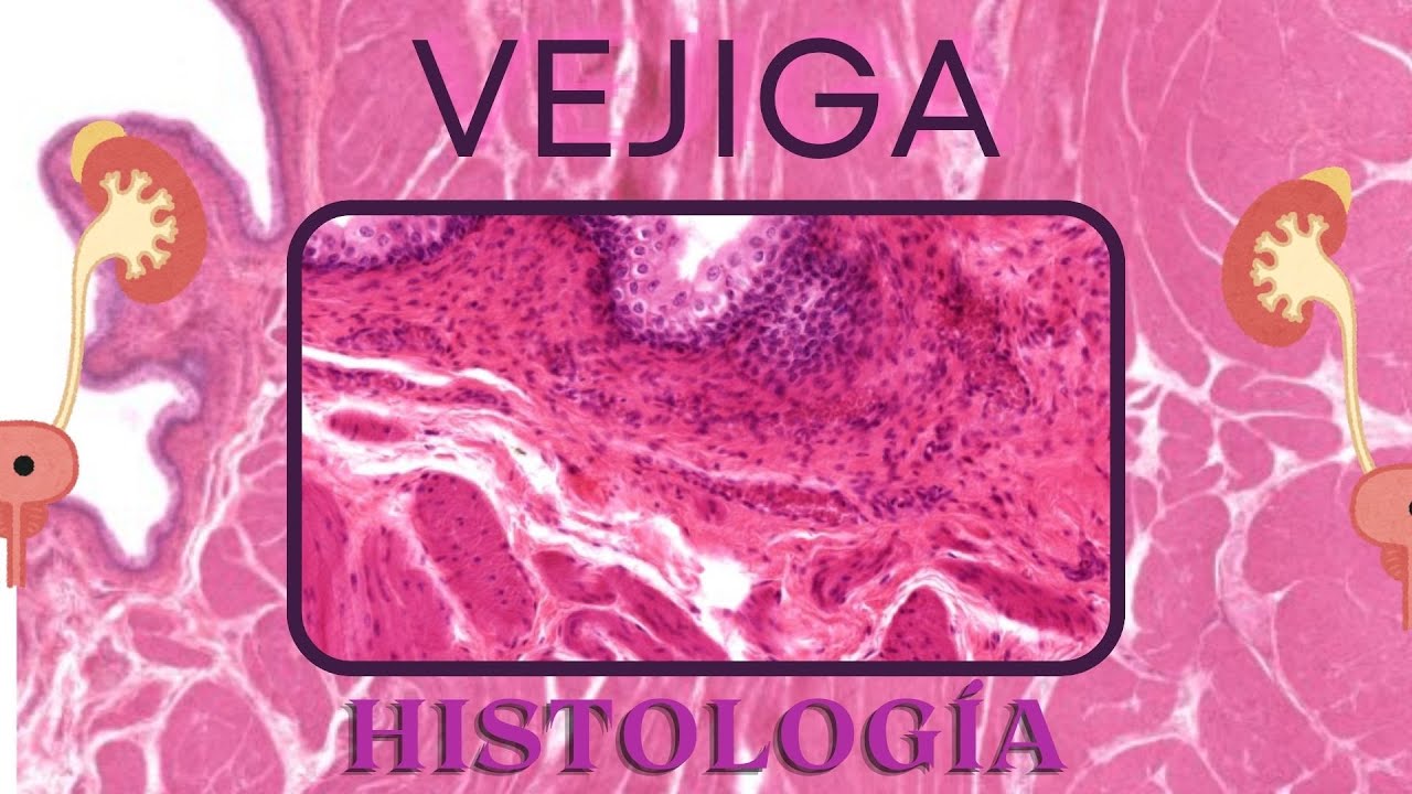 Histología de Vejiga - YouTube