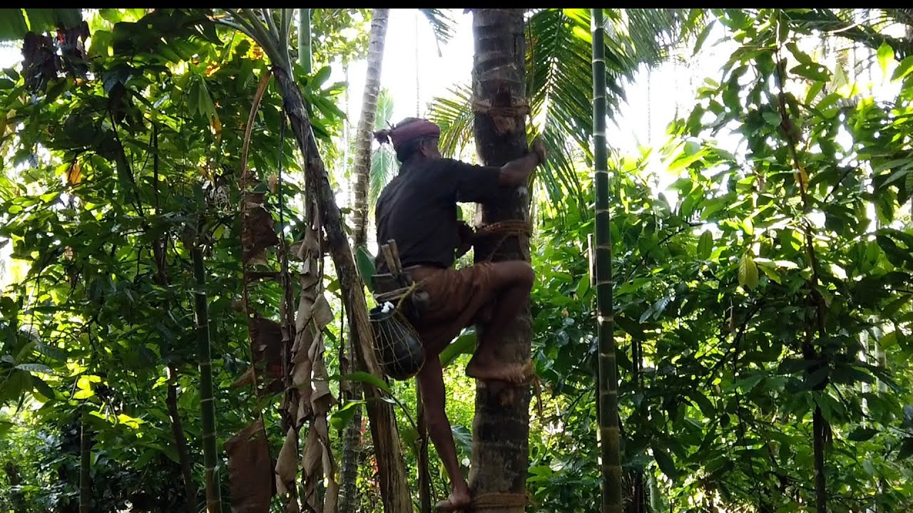 Riverturns Estate Stay#coorg#homestay#toddy - YouTube