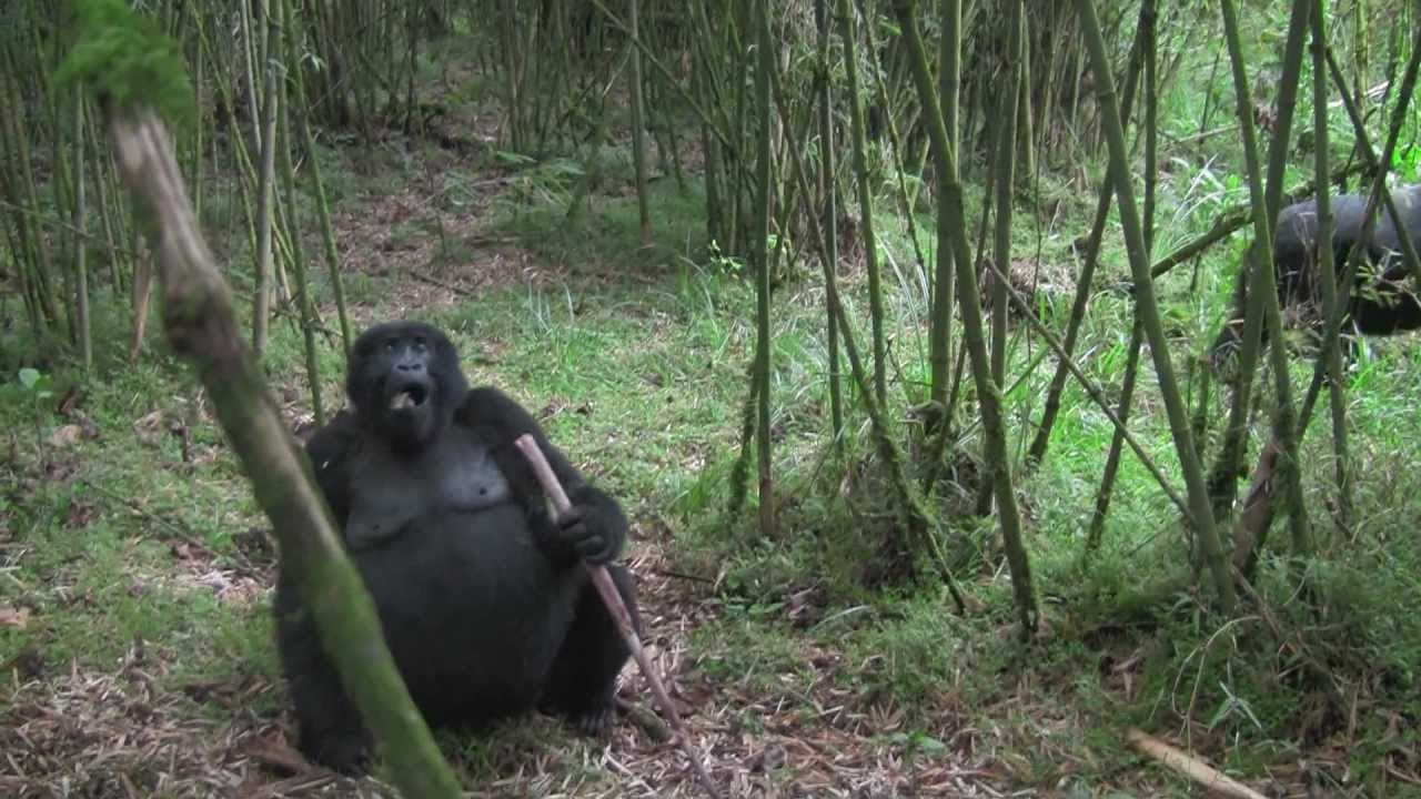 Gorilla Lady with a Spot of Wind - YouTube