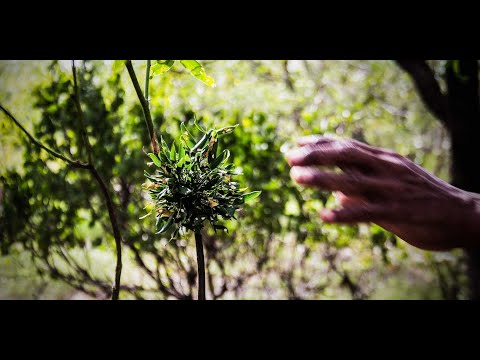 Chaco-Py: Medicina tradicional indígena