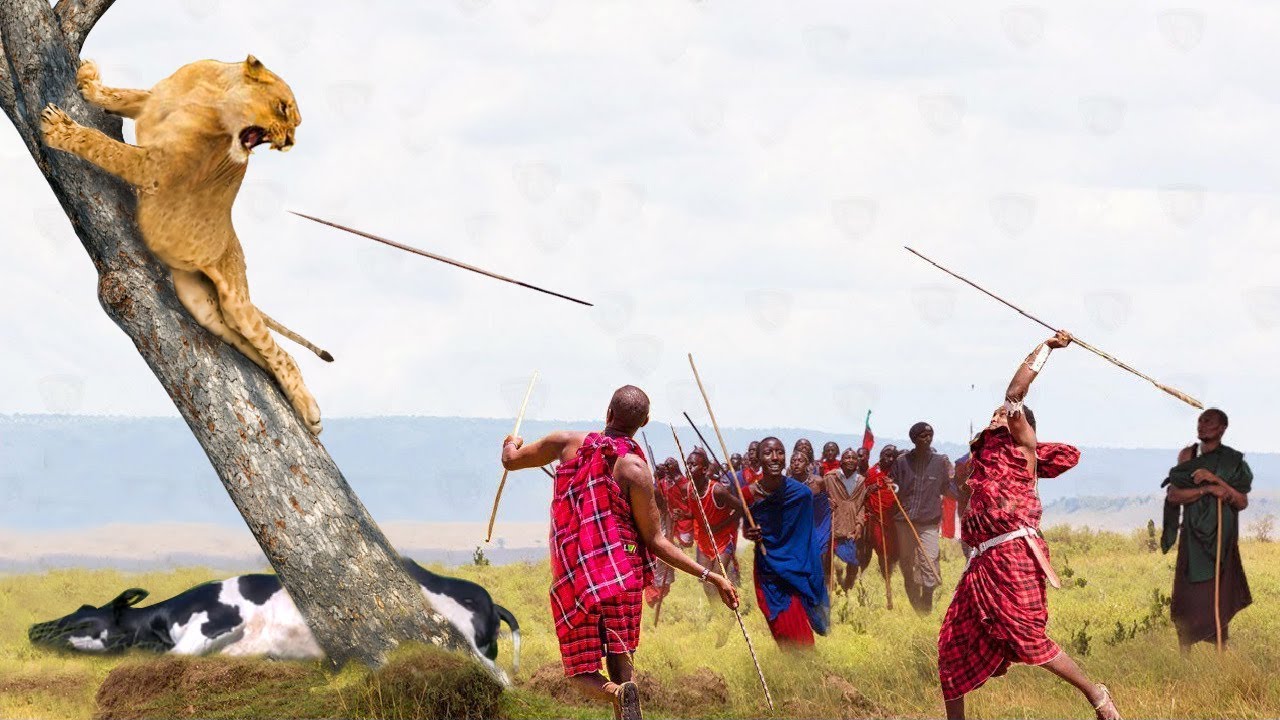 Lion's Fatal Mistake! Angry Aborigines Chased Down Destroy Lion For ...