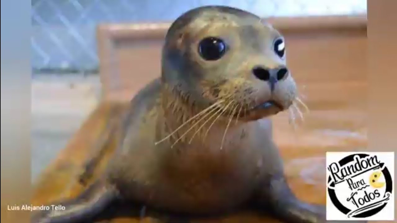 Même phoque - YouTube