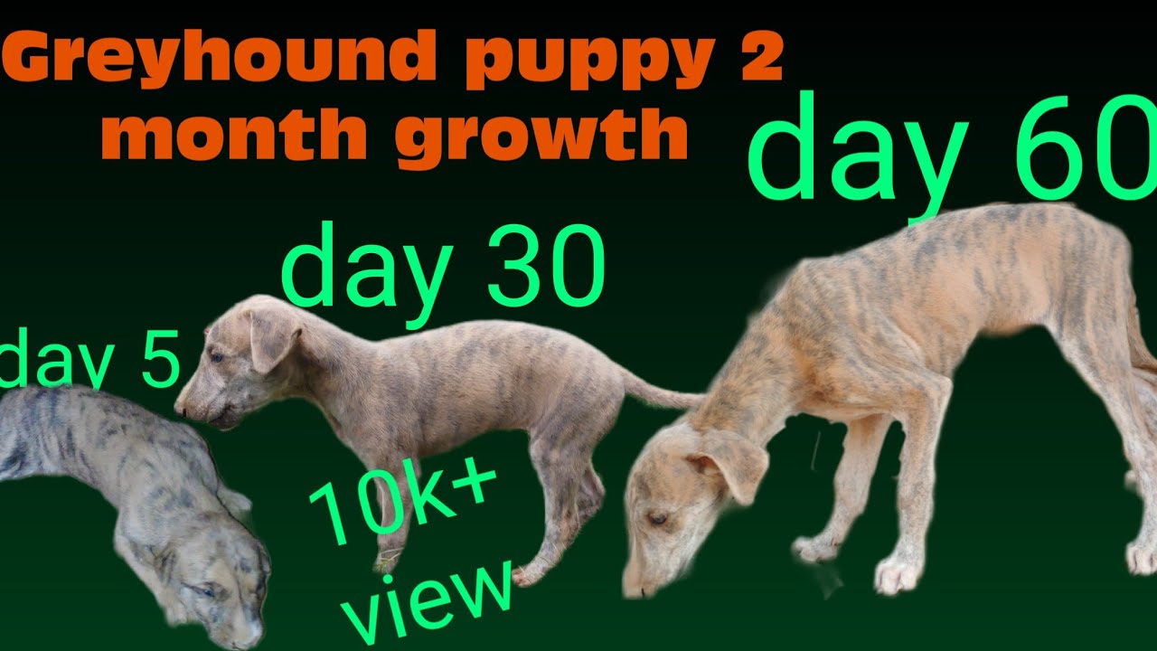 greyhound puppies growing up | from day 1 to 60 days | 2 month growth ...