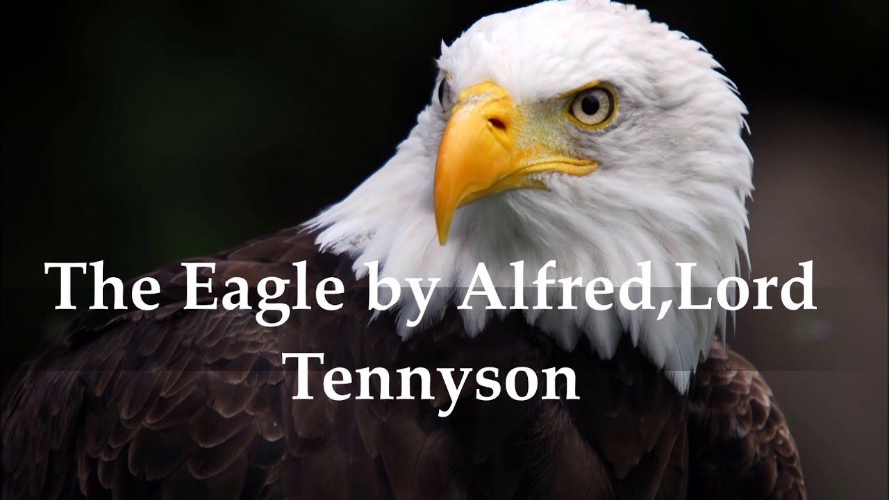 The Eagle By Alfred Lord Tennyson - YouTube