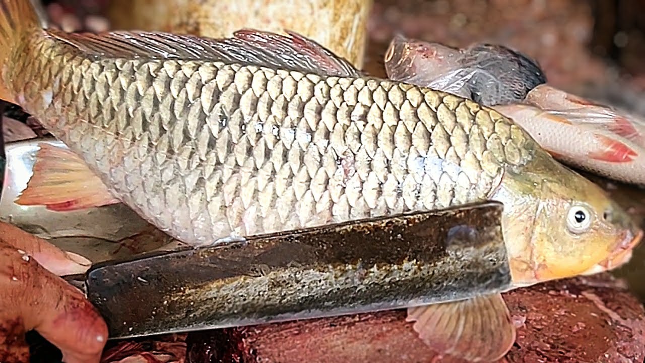 Gravid Fish Cutting Skills With Knife Live in Fish Market - YouTube