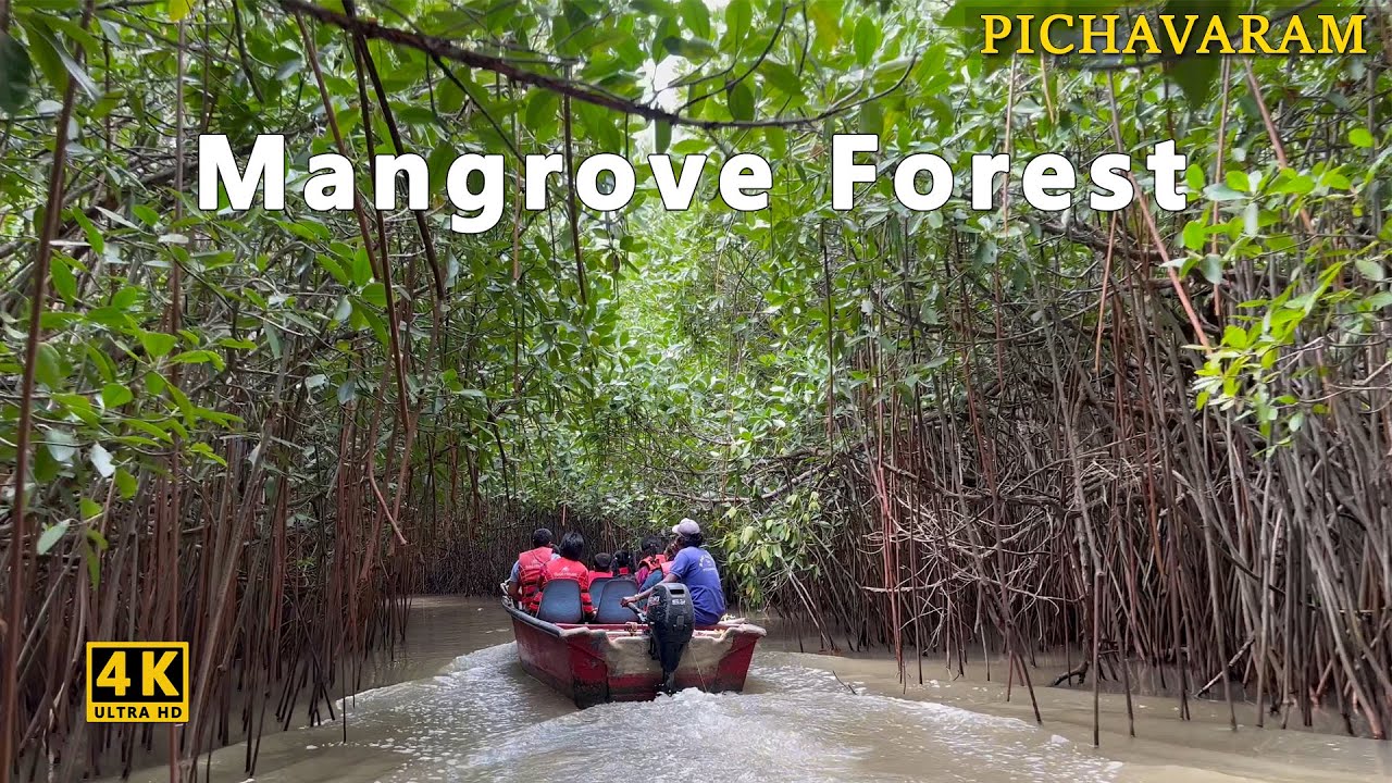 Mangrove Forest | Pichavaram World's Second Largest Mangroves Forest 4k ...