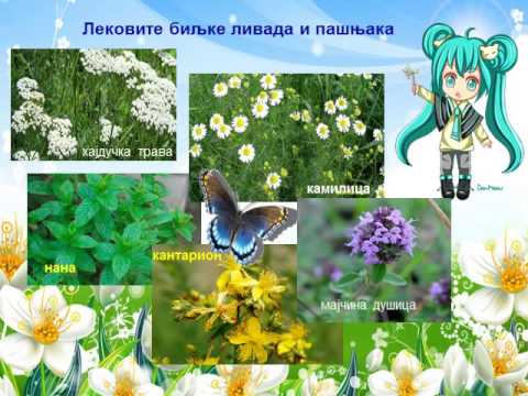 Livada - Korisna Svojstva I Upotreba Livade, Korijena, Cvjetova ...