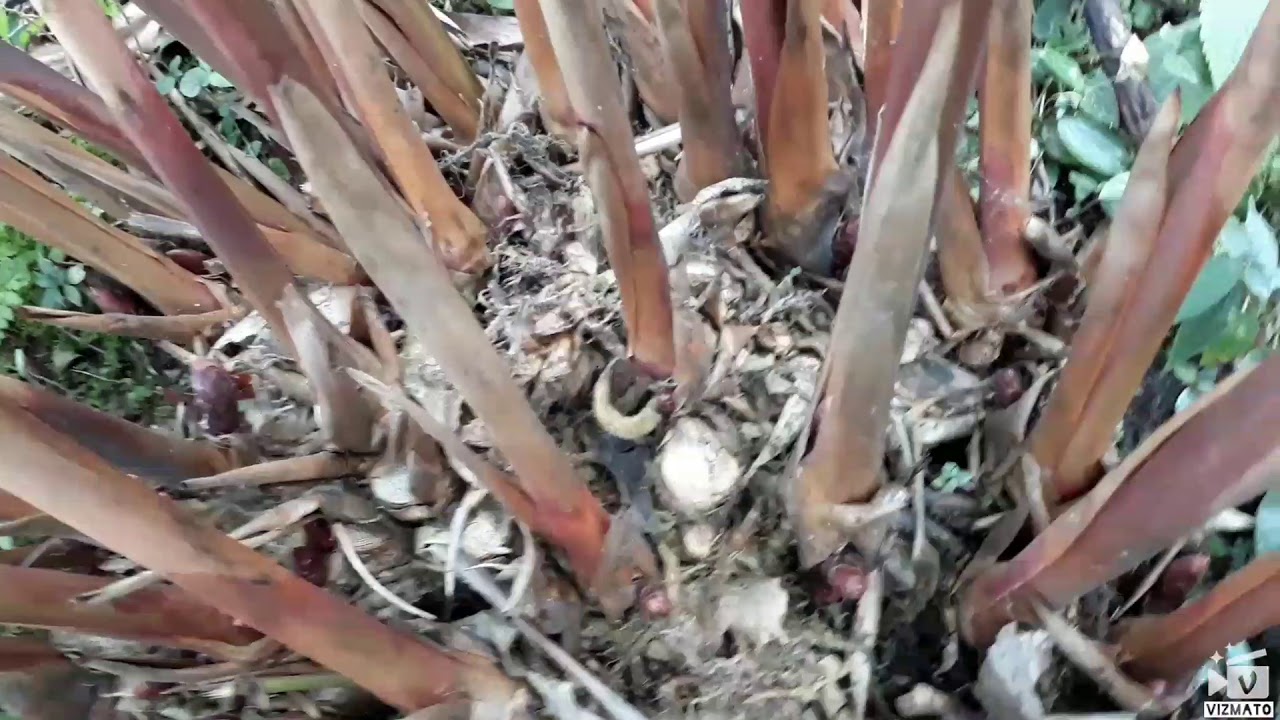 namsaling aalaichi bagan yolmo gaun nursery - YouTube