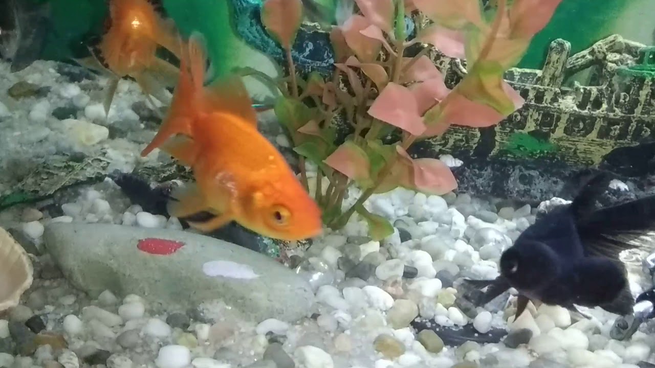 Moje welonki po 4 miesiącach - YouTube