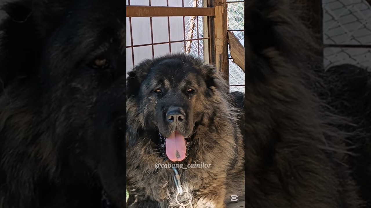 GIANT Caucasian descended from the kennel Jozo Dogs -owner 🇷🇴Răzvan M ...
