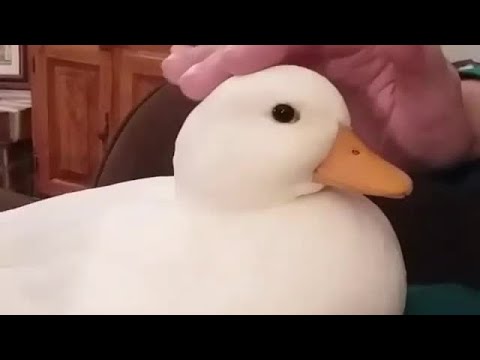 Happy duck circle - YouTube