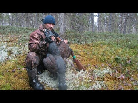 ГЛУХАРЬ НА (6) КИЛОГРАММ! ОХОТА В ГЛУХОЙ ТАЙГЕ - YouTube