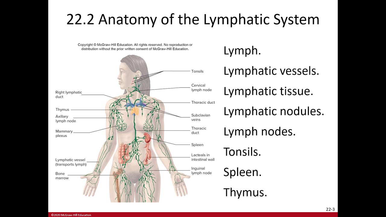 Fully Labeled Lymphatic System Diagram Lymph Node An Overview