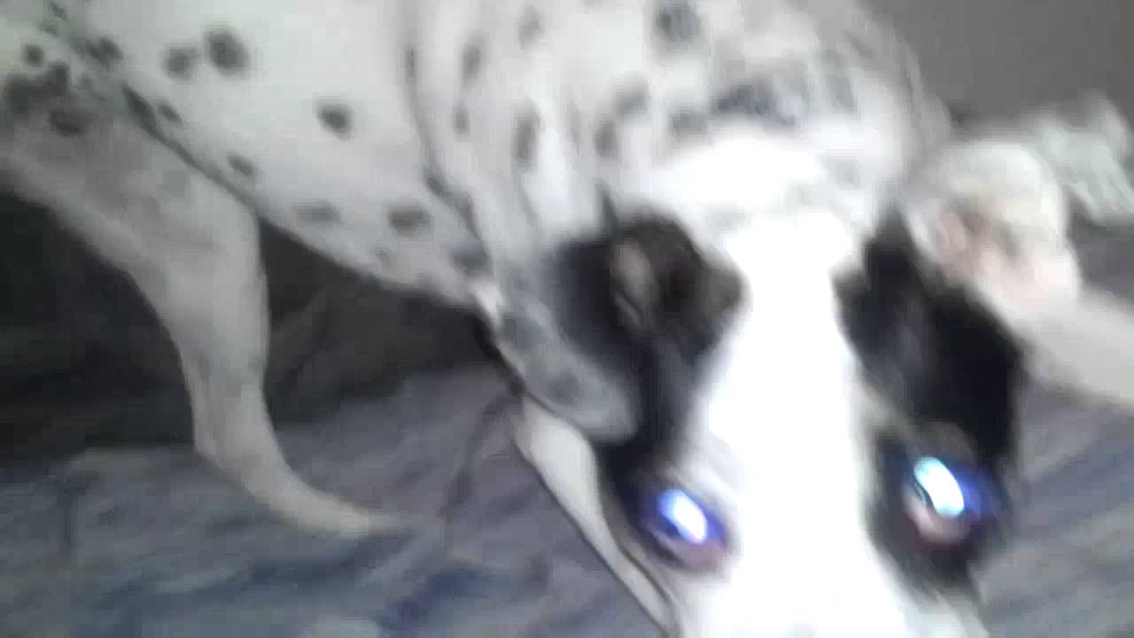 Un perro loco - YouTube