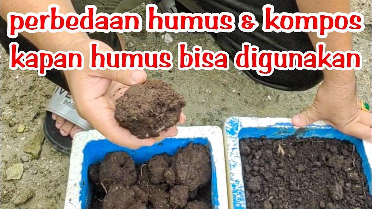 perbedaan humus dan kompos, kapan sebaiknya humus digunakan. #humus # ...