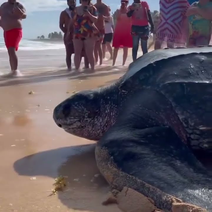 A huge turtle was spotted on a beach in the Dominican Republic! # ...