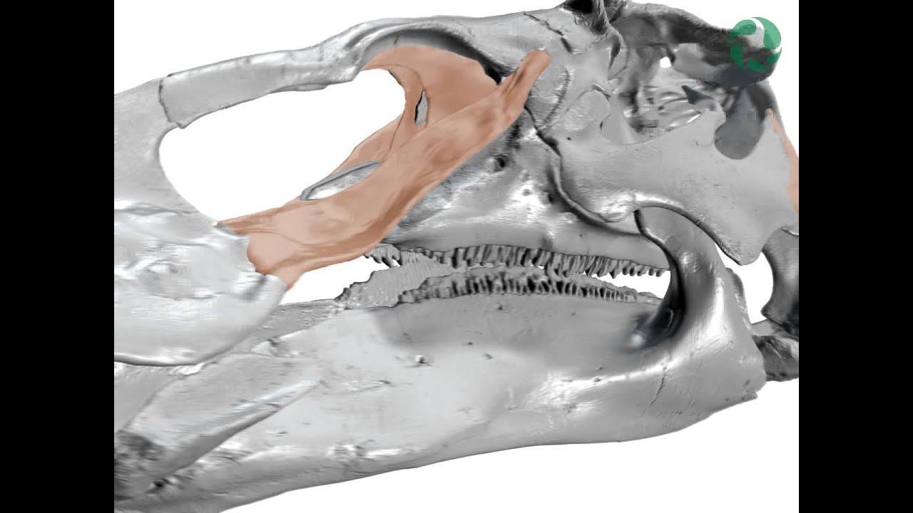 Hadrosaur chewing mechanism visualization using 3D animation - YouTube