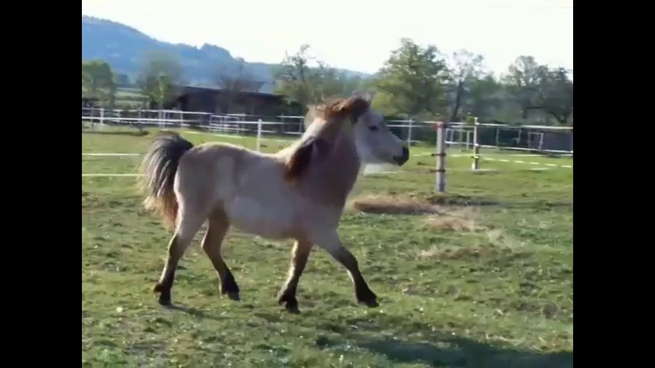 Cheval à vendre - Cheval miniature PP AMHA - equirodi.com - YouTube