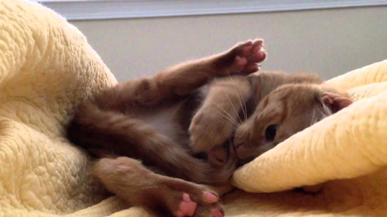 Cute cat bites own tail - YouTube