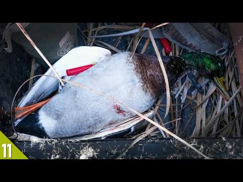 Solo Duck Hunt in a NEW Spot | 28 Gauge Duck Hunting