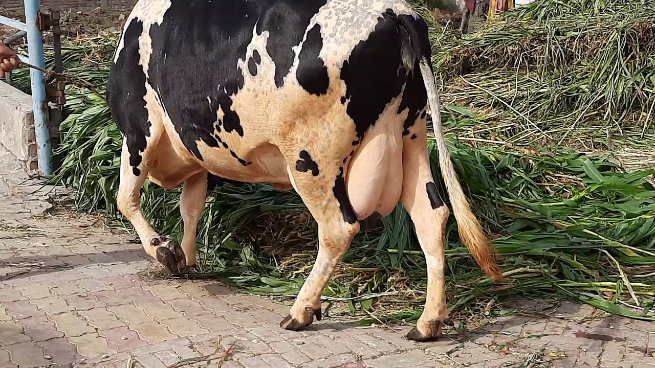 Pure F2 semen HF cow - YouTube
