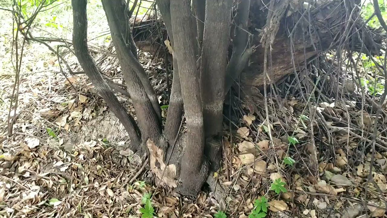 Sri gandham tree - YouTube