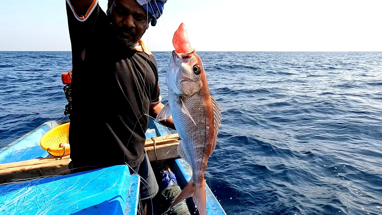Back to Back Rosy Snapper Fish Caught in the Deep Sea - YouTube