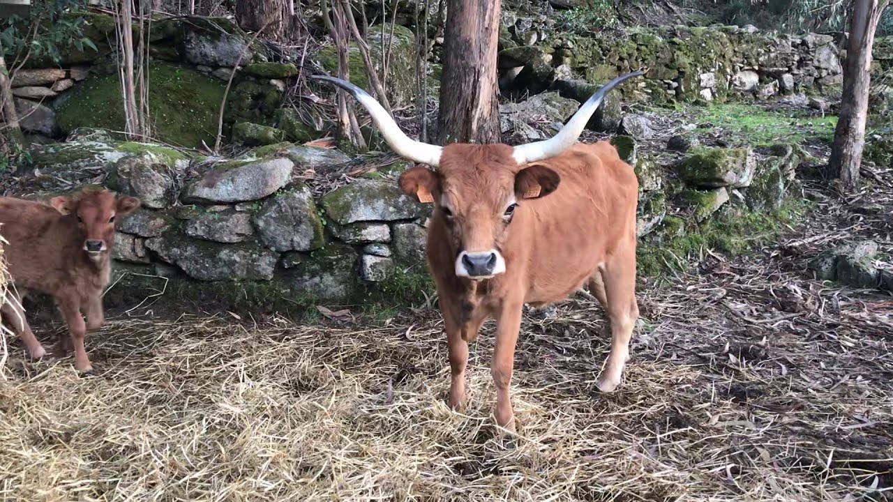 Mini Vaca, Bezerro, Raça Barrosã, Mini Boi - YouTube