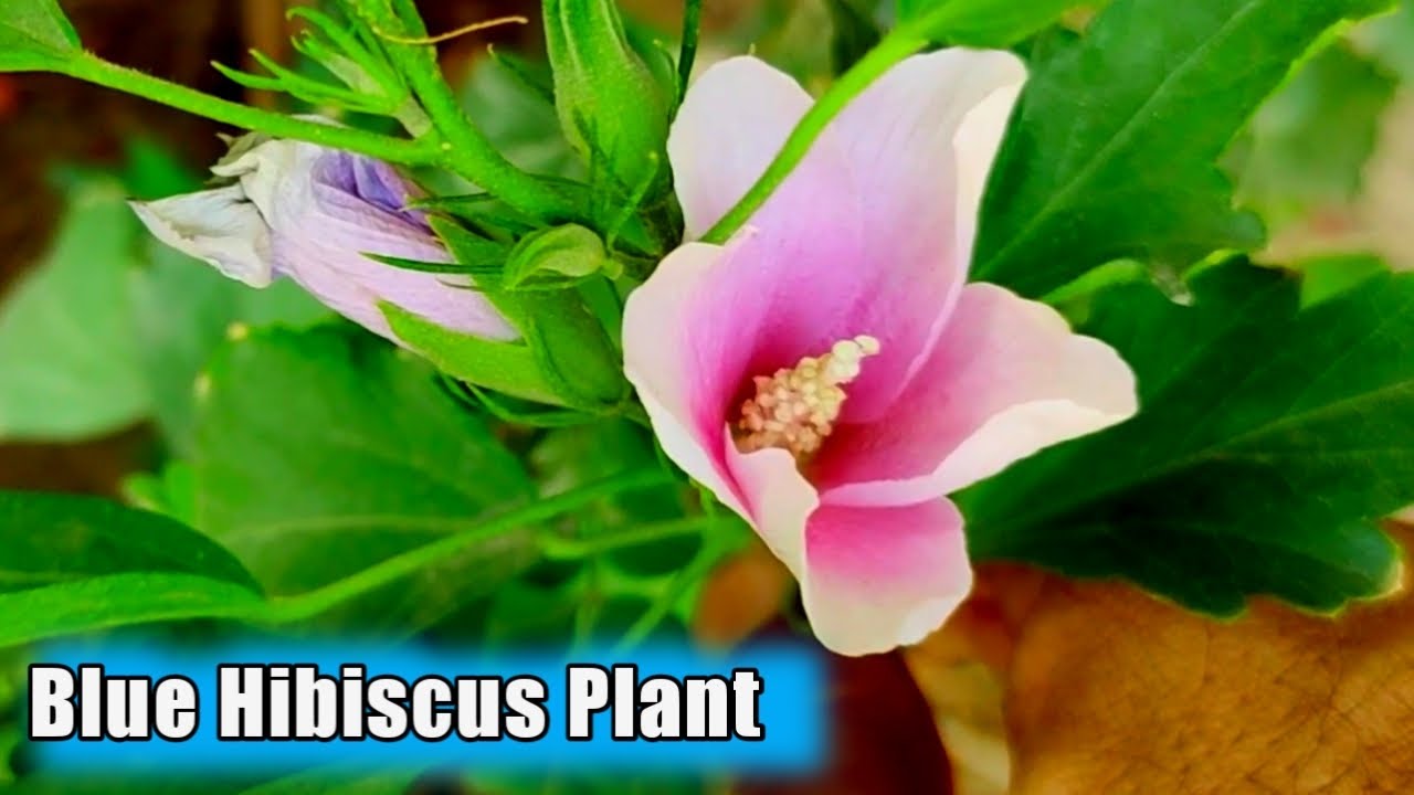 Blue Hibiscus Plant | Alyogyne huegelii | Hibiscus Syriacus | Blue bird ...