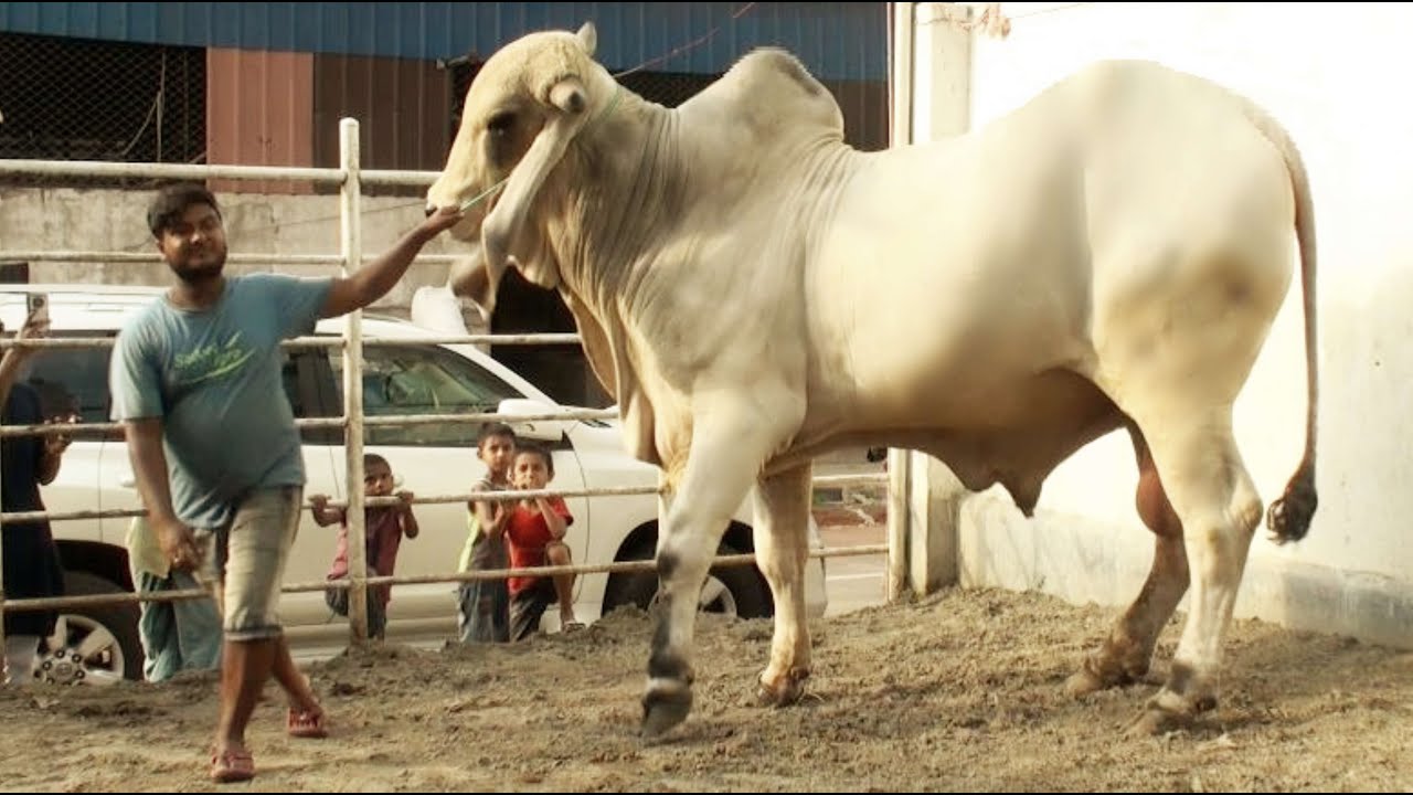 Biggest indobrazil bull for 2021 eid ul adha - YouTube