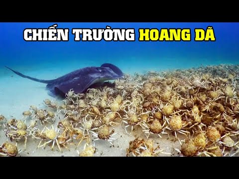 Cuộc Chạy Đua Vũ Trang Ở Đại Dương | Khám Phá Thế Giới Động Vật Hoang Dã