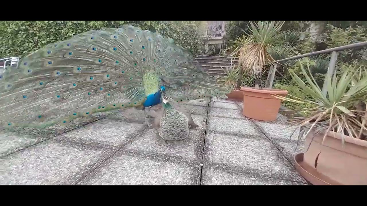 Peacock Mating Dance Youtube