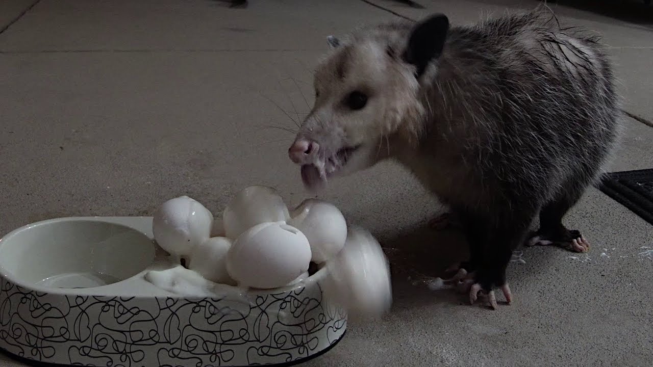 Possum Egg Drop - YouTube