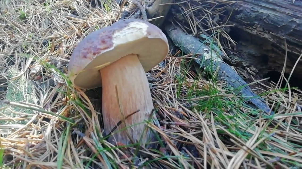 Boletaire Furiós - 28 Agost 2022, Una Greixa, Ceps i molta gent. - YouTube